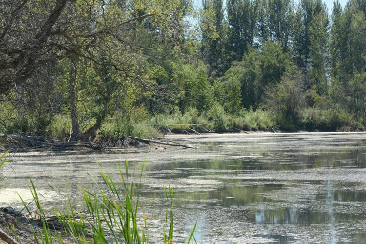 Munson Pond moving out of the shadows | News | kelownadailycourier.ca