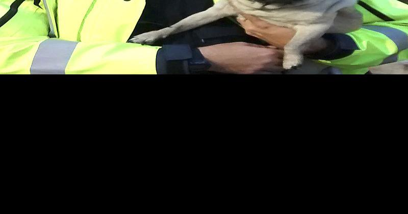 Curious case of missing pug ends happily | News | kelownadailycourier.ca