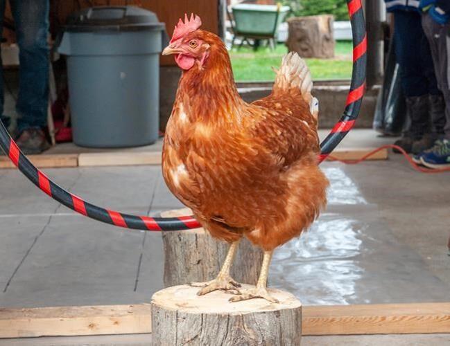 Intelligent B.C. chicken Lacey pecks her way to Guinness World Record ...