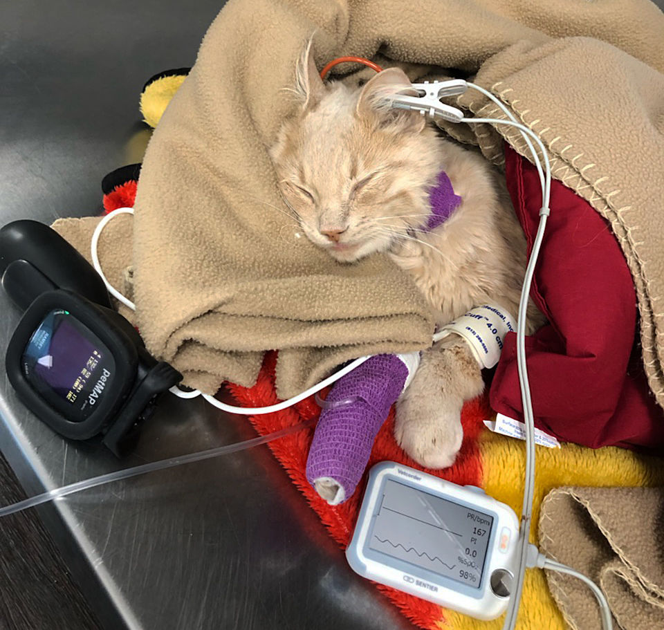 Cat has used up Seven lives | Life | kelownadailycourier.ca