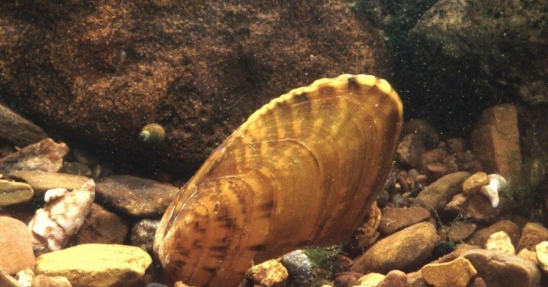 Final recovery plan for rare freshwater mussel | News | kentuckytoday.com