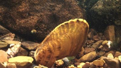 Final recovery plan for rare freshwater mussel | News | kentuckytoday.com