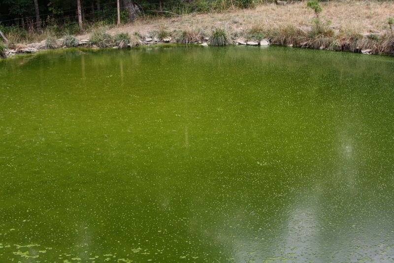 HAB advisory issued for Owensboro lake | News | kentuckytoday.com