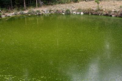 HAB advisory issued for Owensboro lake | News | kentuckytoday.com