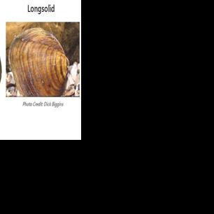 Freshwater mussels being proposed as threatened | State | kentuckytoday.com