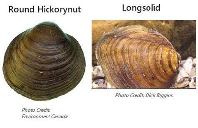Freshwater mussels being proposed as threatened | State | kentuckytoday.com