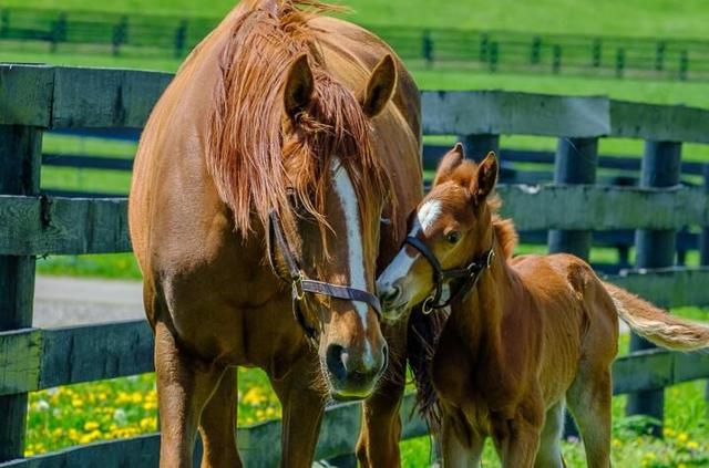 UK receives equine grants totaling $1.8 million | News | kentuckytoday.com