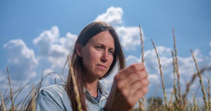 Intermediate wheatgrass offers new option for Kentucky growers | News ...