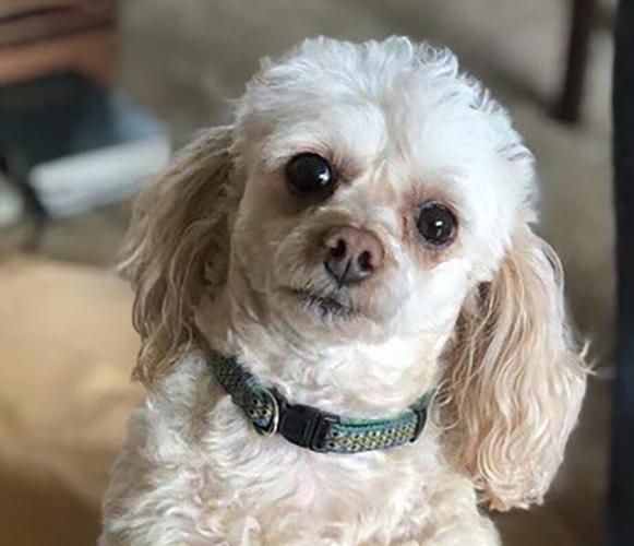 FIRST-PERSON: A dog named Opie | Perspectives | kentuckytoday.com