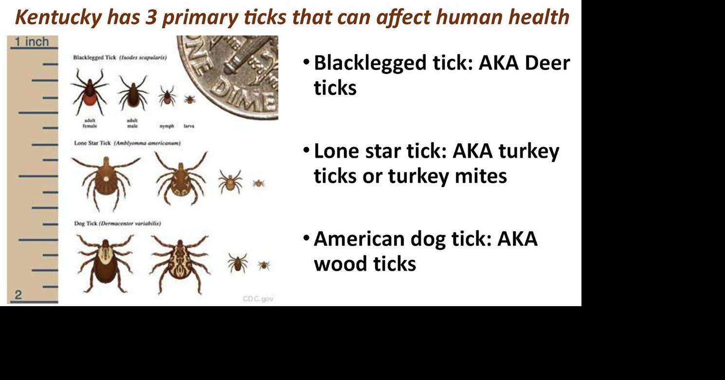 Some Kentuckians say ticks are worse than ever | State | kentuckytoday.com