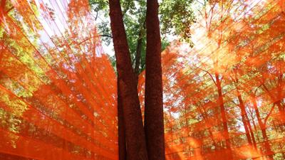 Bernheim Forest approved for arts award of $30,000 | News ...