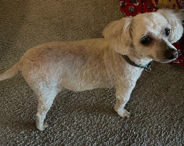 FIRST-PERSON: A dog named Opie | Perspectives | kentuckytoday.com