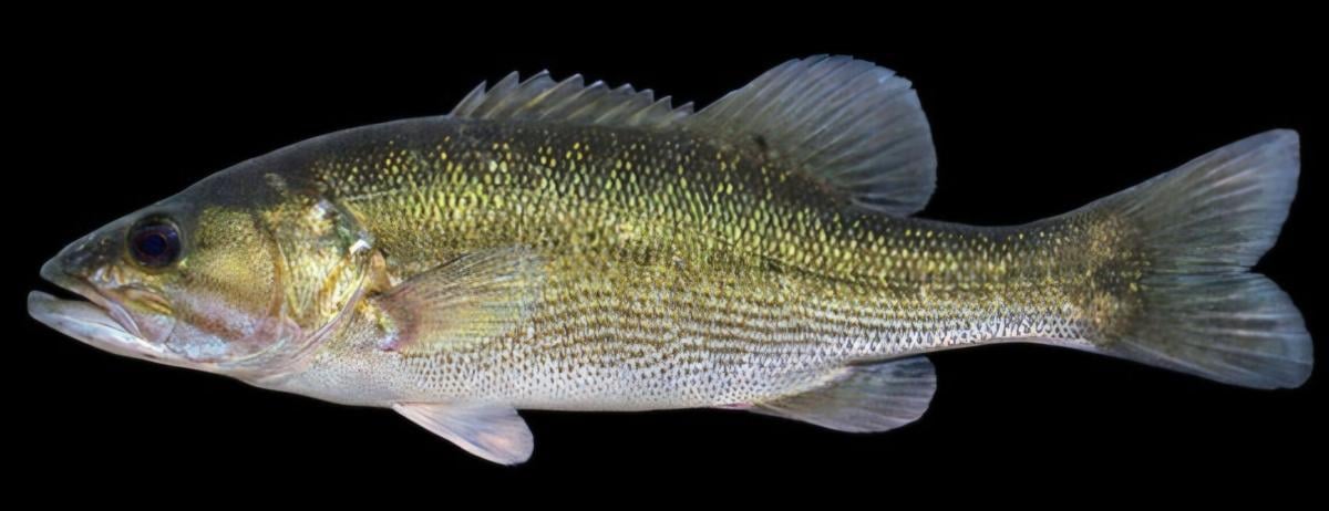 Invasive bass species discovered in Rockcastle County | News ...