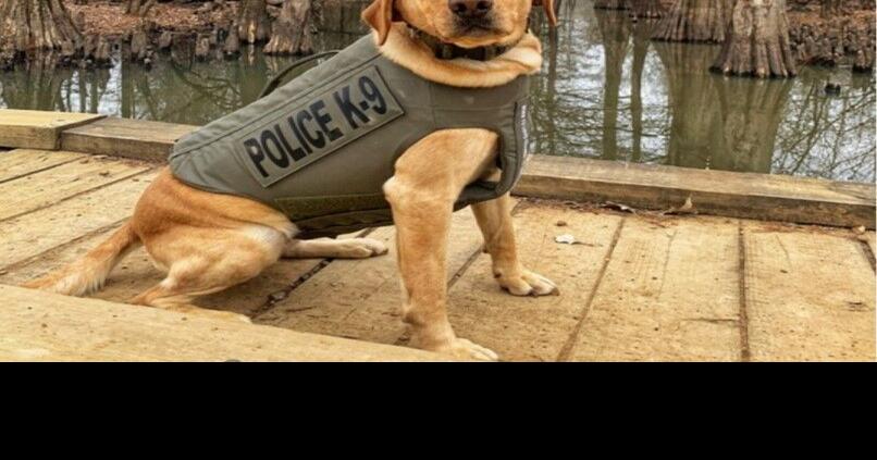 Second K9 to receive protective vest | News | kentuckytoday.com