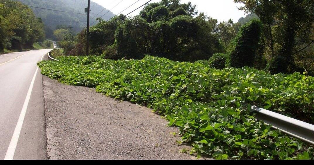 Highway crews working to control noxious weeds | News | kentuckytoday.com