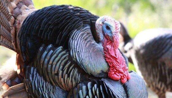 Strong turkey season about month away | News | kentuckytoday.com