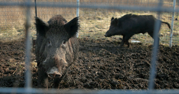 More than 1,800 wild hogs recently removed from LBL | News ...