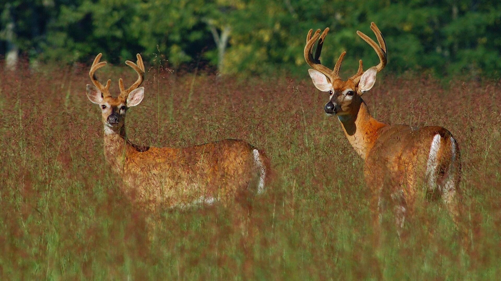Archery deer season opens Saturday | News | kentuckytoday.com