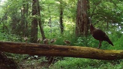 Wildlife department seeking information on wild turkeys | News ...