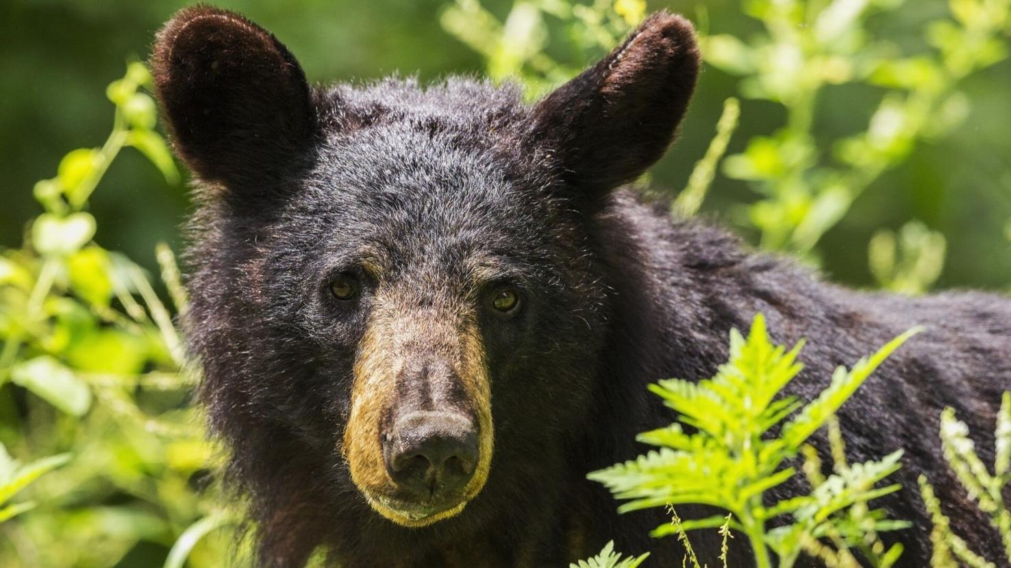 KDFW officials say black bear sightings not unusual | News ...