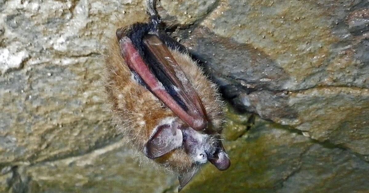 U.S. Fish and Wildlife want tricolored bat listed as endangered | News ...