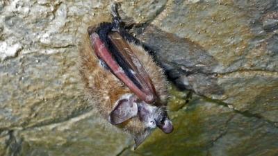 U.S. Fish and Wildlife want tricolored bat listed as endangered | News ...