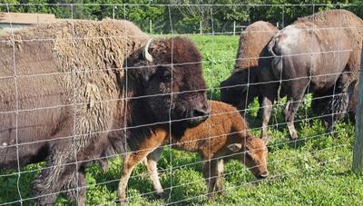 Where the buffalo roam: Bison bidding at Big Bone Lick | News ...