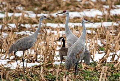 Barren River Nature Walk Weekend coming February 7-9 | News ...
