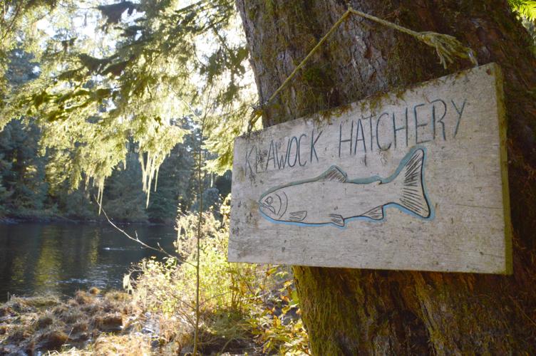 Klawock River Hatchery affected by warming water conditions | Local ...