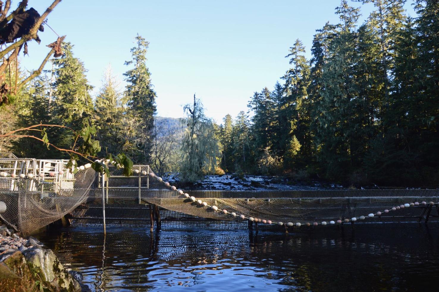 Klawock River Hatchery affected by warming water conditions | Local ...