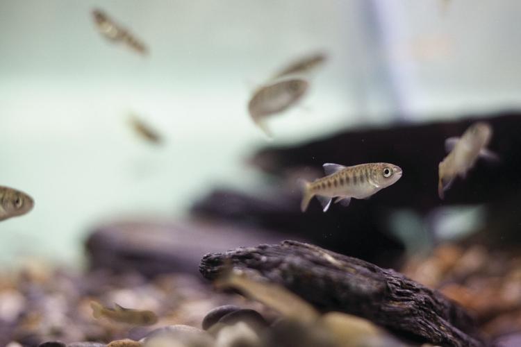 Pt. Higgins students release salmon fry at Discovery Center | Education ...