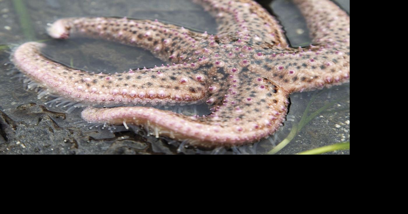 Starfish at low tide | Photos | ketchikandailynews.com