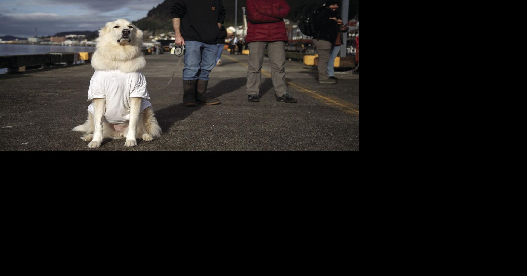 Waterfront Dogs | Photos | ketchikandailynews.com