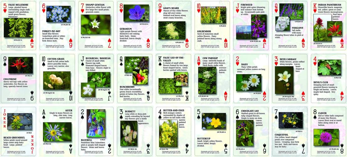 Field guide doubles as playing cards | Scene | ketchikandailynews.com