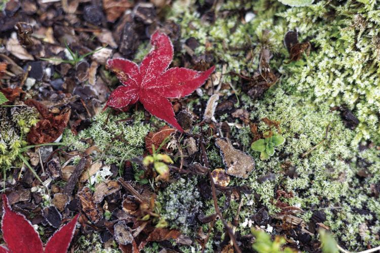 Fall colors in Ketchikan | Photos | ketchikandailynews.com