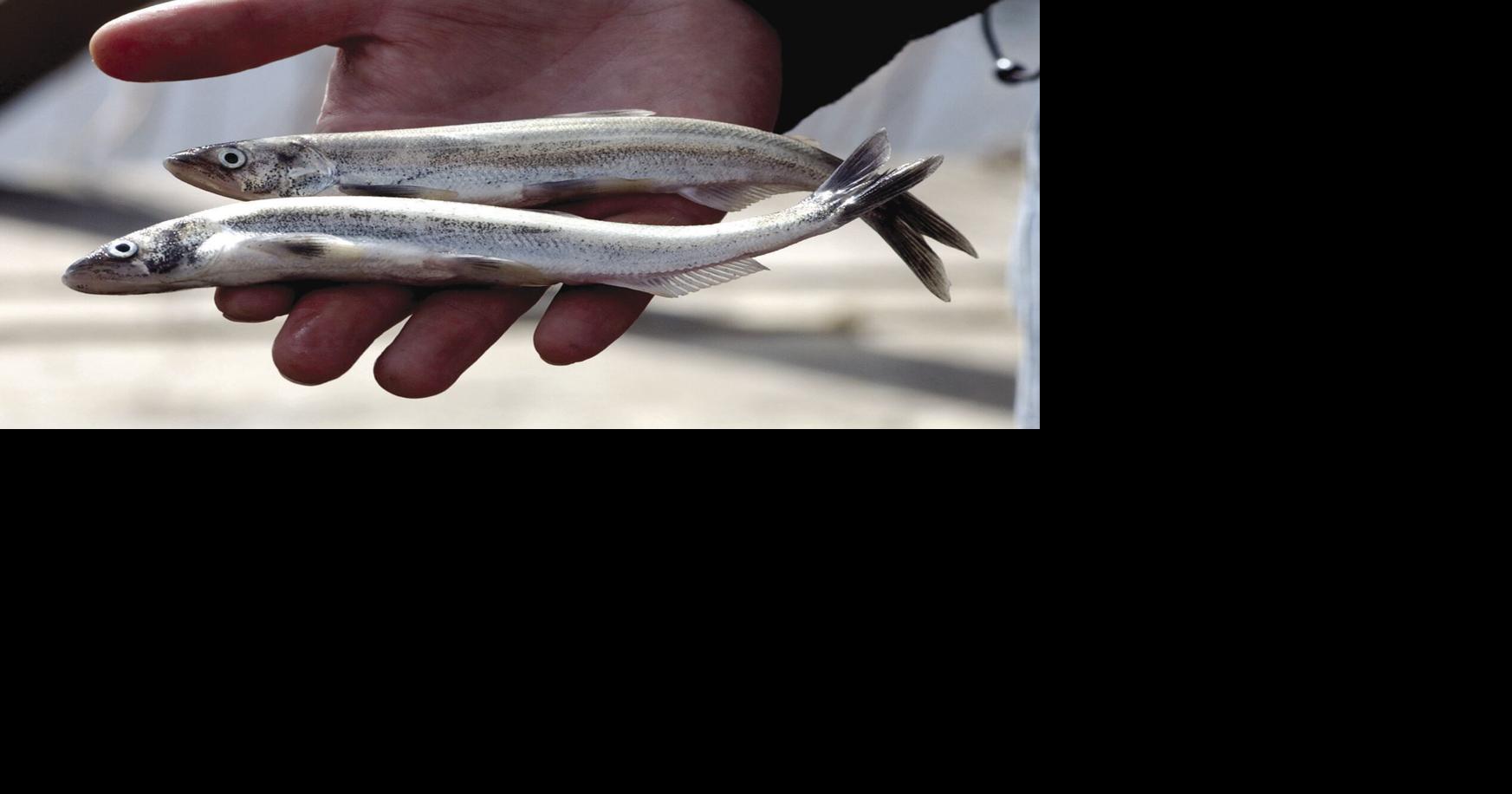 Limited federal subsistence fishery for eulachon in Unuk River drainage ...