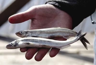 Limited federal subsistence fishery for eulachon in Unuk River drainage ...