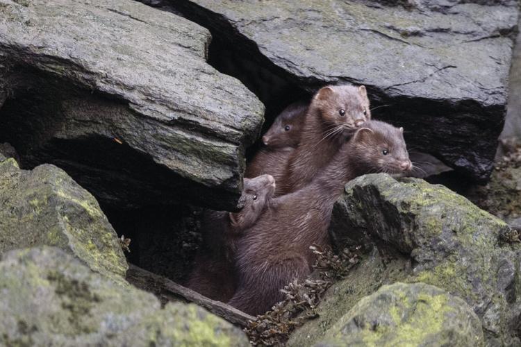 Minks in Ketchikan | Photos | ketchikandailynews.com