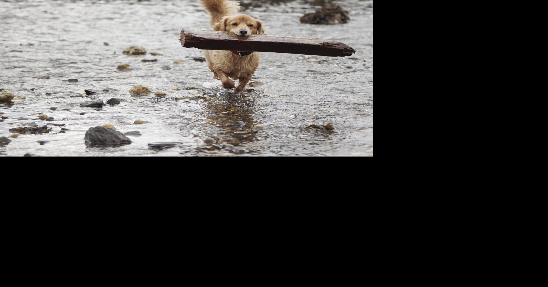 Dog days at the beach | Photos | ketchikandailynews.com