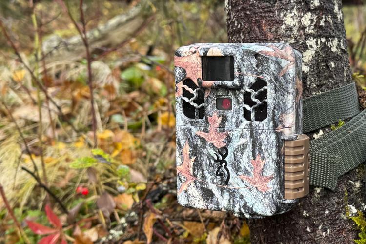 It's not just Fat Bear Week in Alaska. Trail cameras are also capturing ...