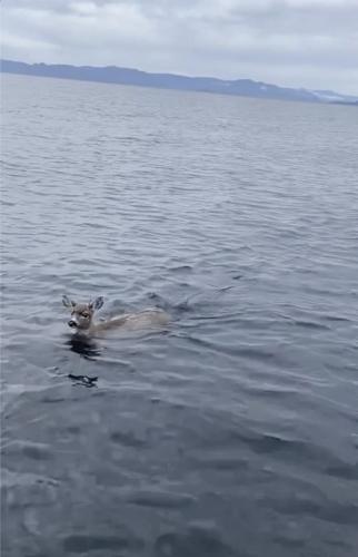 Wildlife troopers save deer struggling in Clarence Strait | Alaska ...