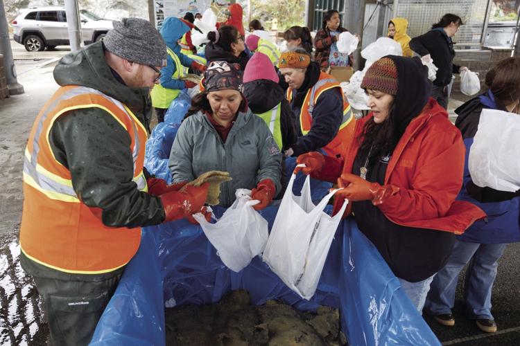 KIC distributes herring eggs on kelp to tribal members | Local News ...