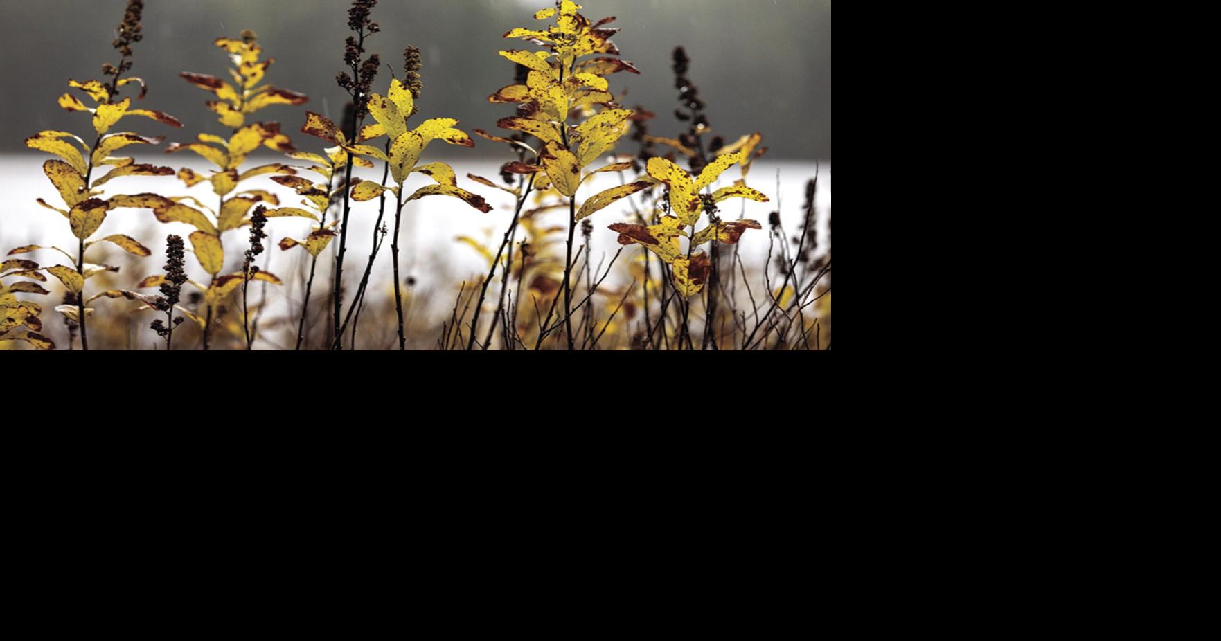 Ward Lake colors | Photos | ketchikandailynews.com