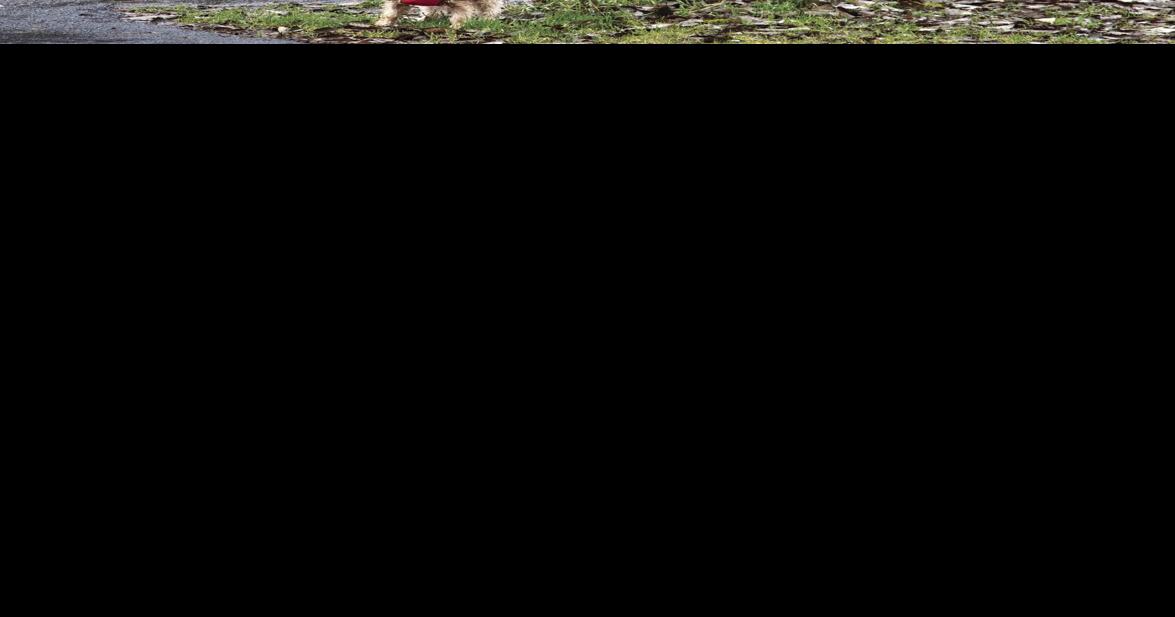 Dog walk | Photos | ketchikandailynews.com