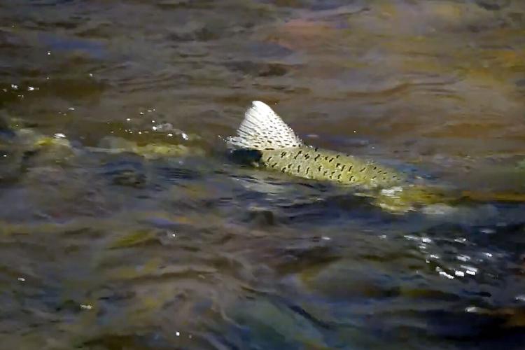 Salmon return to lay eggs in historic habitat after largest dam removal ...