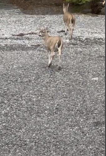 Wildlife troopers save deer struggling in Clarence Strait | Alaska ...