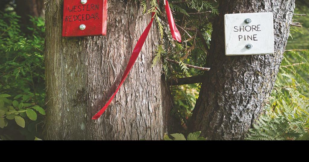 Tree ID signs posted along Ward Creek Trail | Local News ...