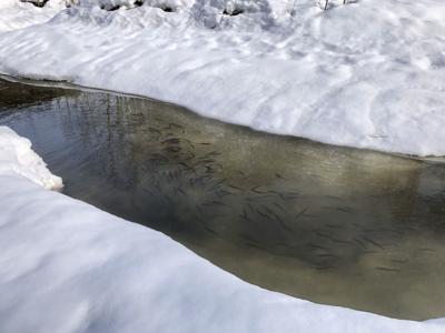 USFS: Unuk River saw “moderate” return of ooligan in spring of 2023 ...