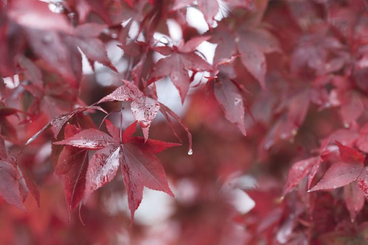 Fall colors in Ketchikan | Photos | ketchikandailynews.com