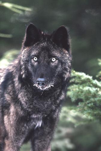 USFWS decides not to list Alexender Archipelago wolves under ESA ...